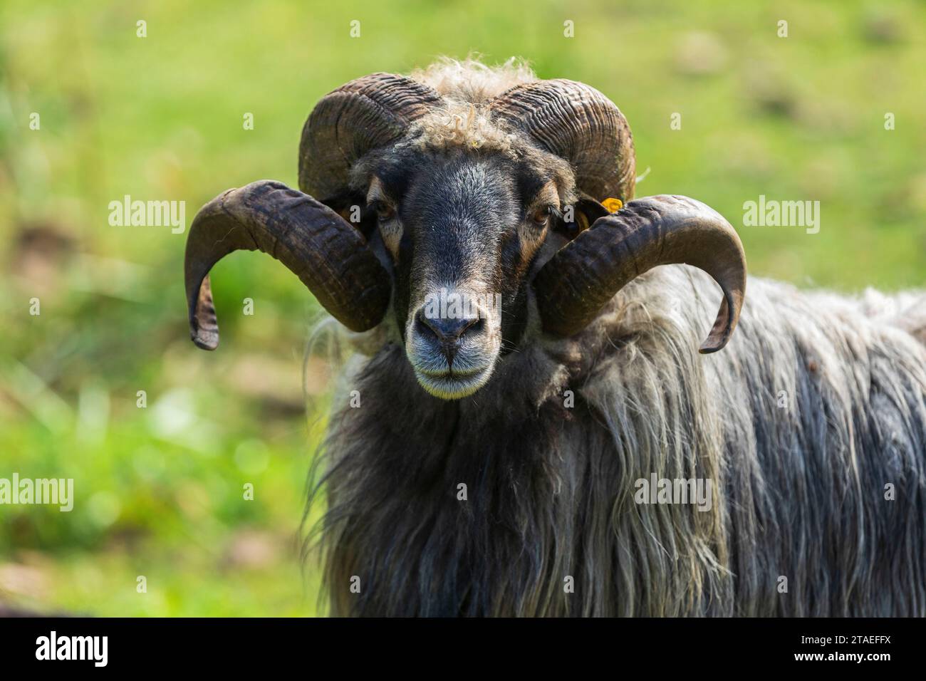 France, Corse du Sud, Domaine de Murtoli, Cauria plateau, sheep, goat ...