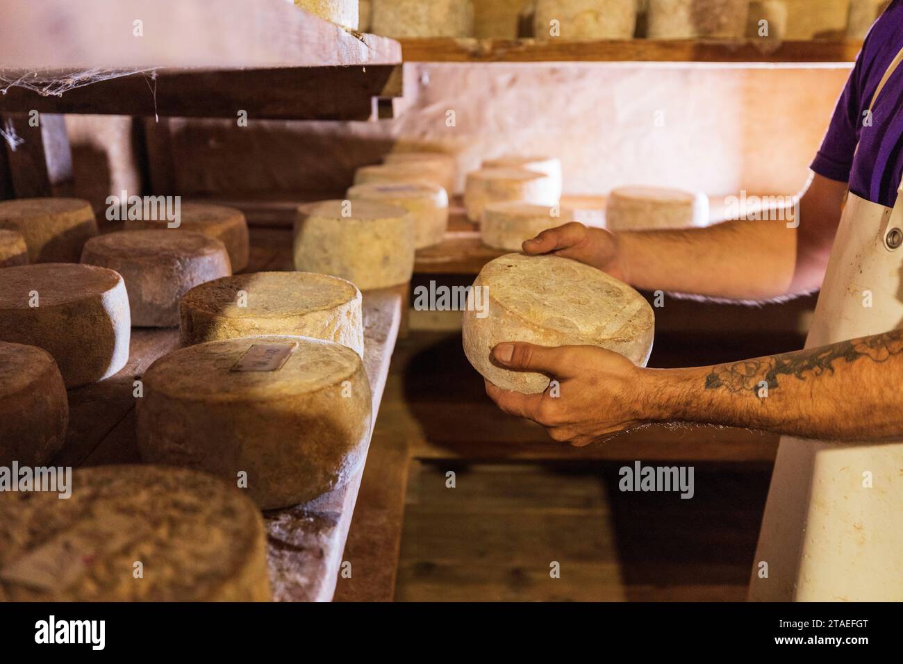 France, Corse du Sud, Domaine de Murtoli, cheese factory, manufacturing ...