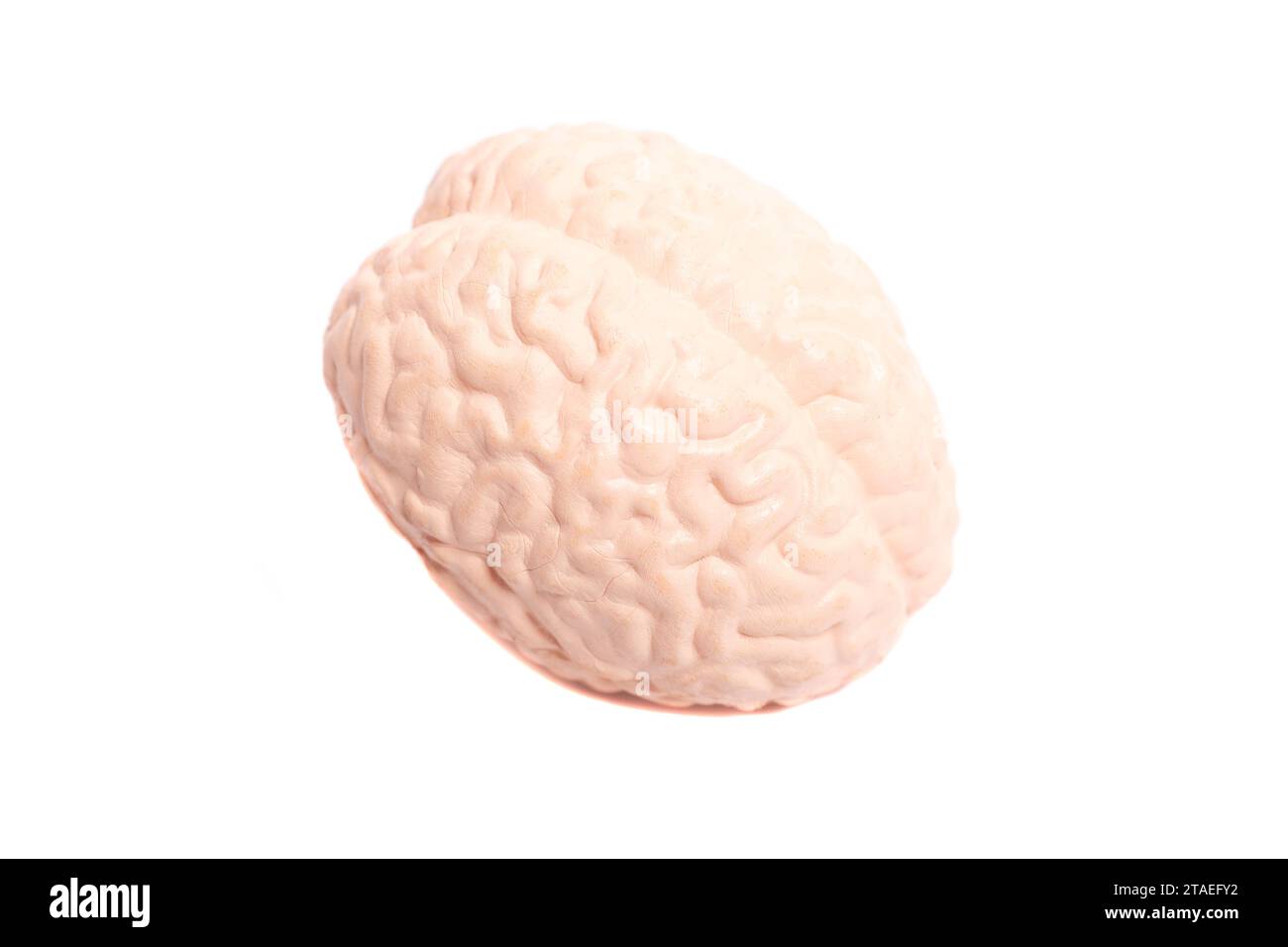 Human brain anatomical model isolated on white background Stock Photo ...