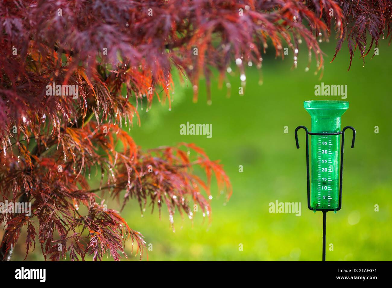 Plastic rain gauge in garden beside red acer collecting water during ...