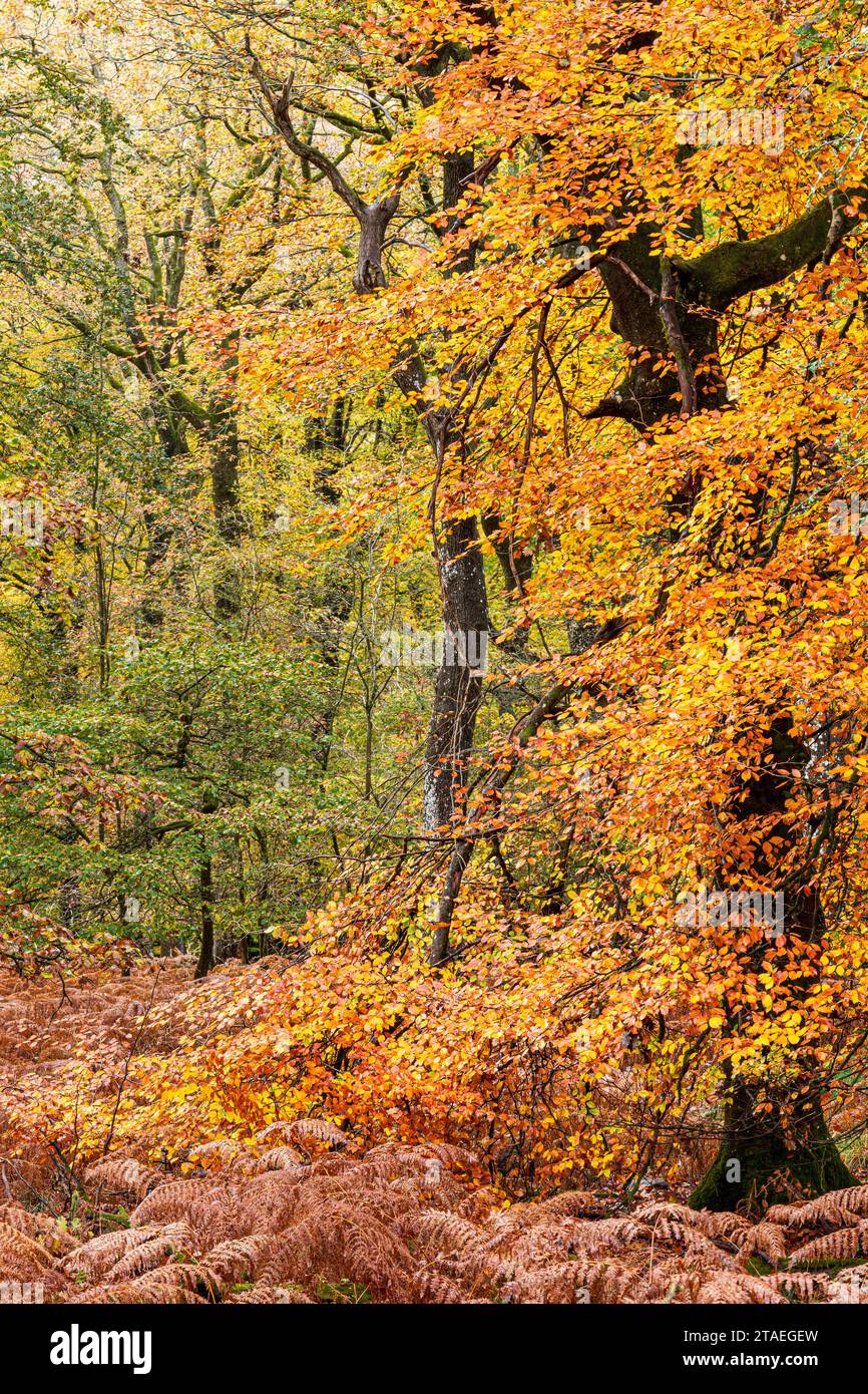 Autumn colours in the Royal Forest of Dean - Mixed beech & oak woodland ...