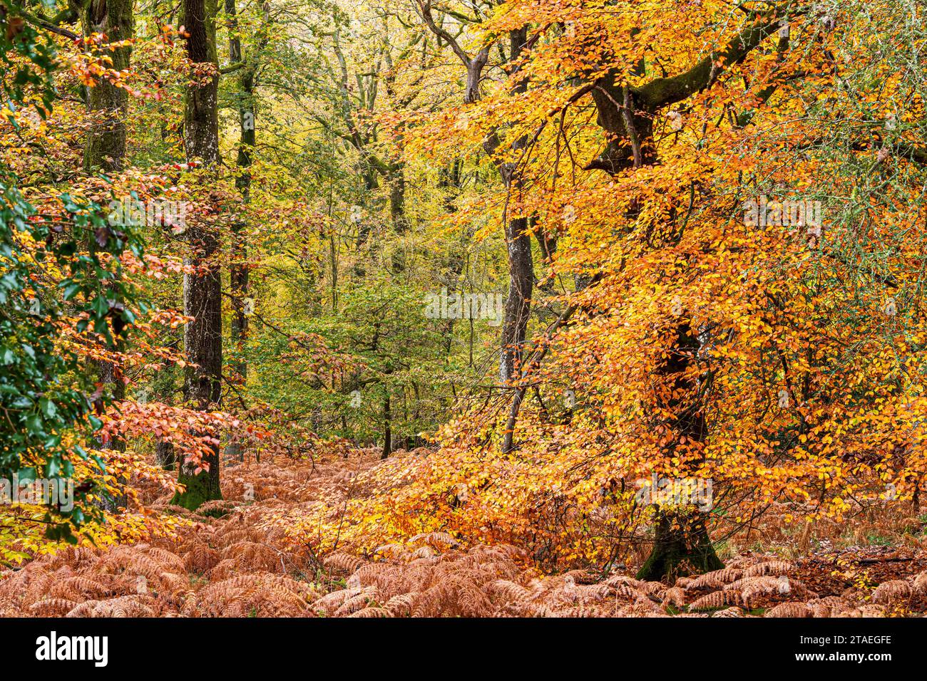 Autumn colours in the Royal Forest of Dean - Mixed beech & oak woodland ...