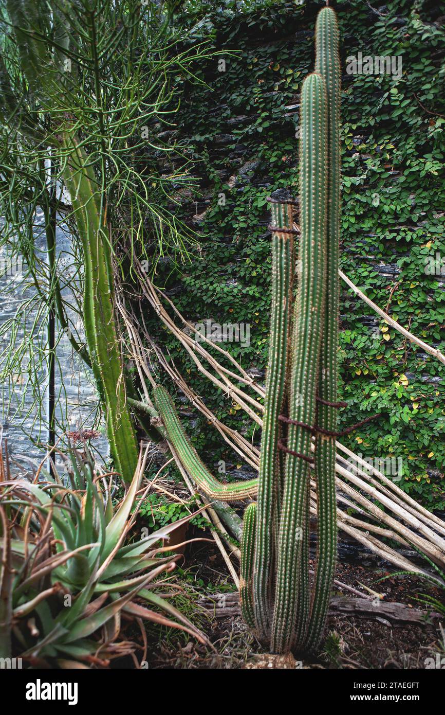 Old cacti and Mediterranean plants in a greenhouse Stock Photo - Alamy