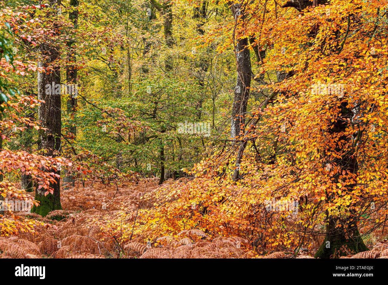 Autumn colours in the Royal Forest of Dean - Mixed beech & oak woodland ...