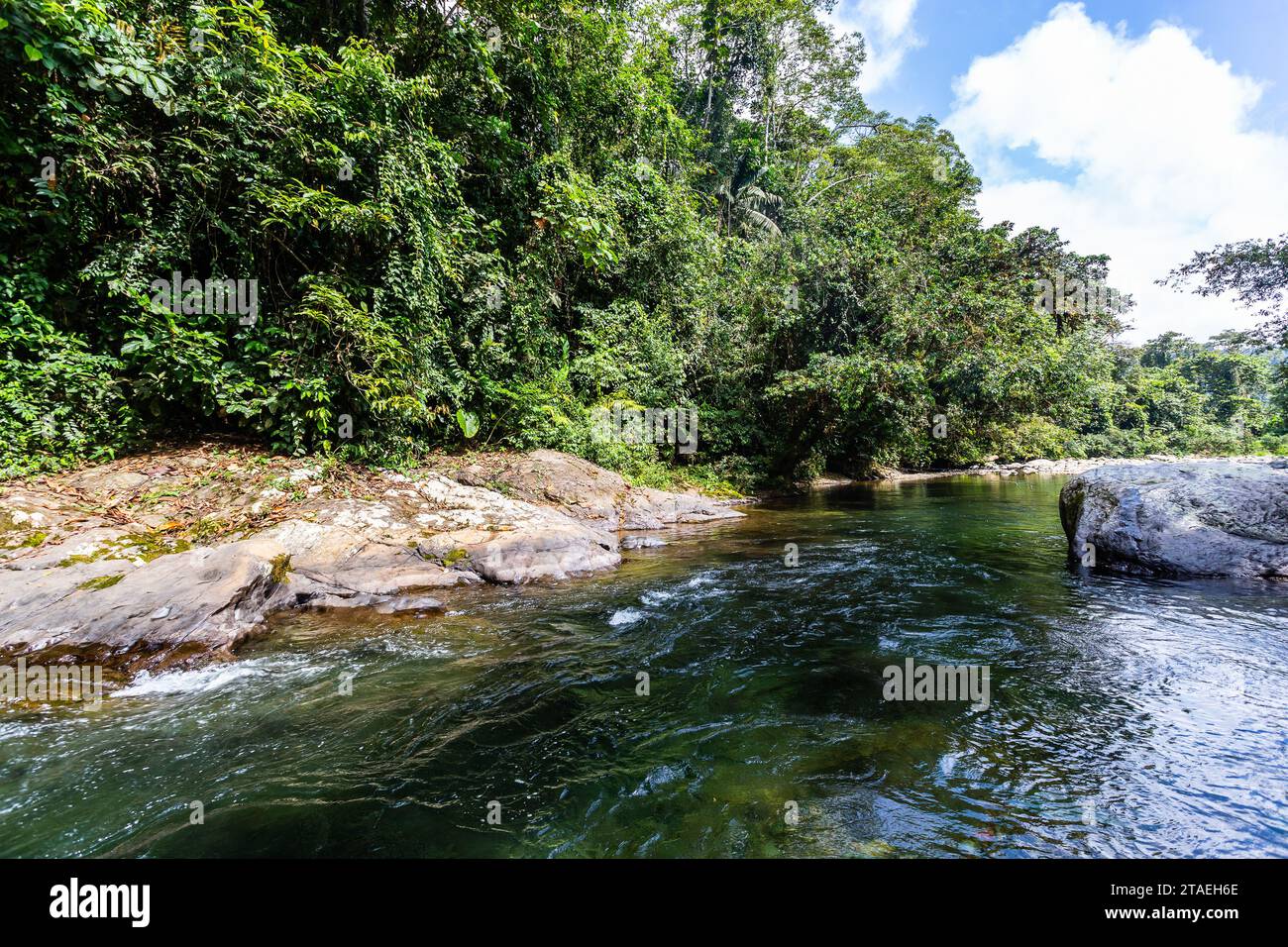 Andean choco river, a lot of green jungle, pure water and round rocks ...