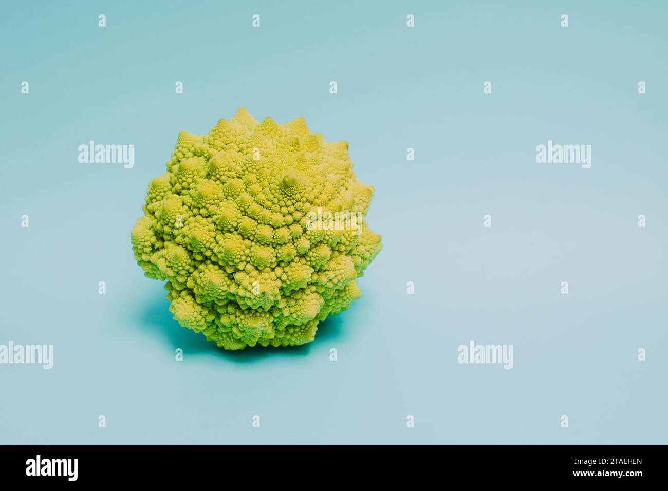 Fresh Romanesque cabbage on a blue pastel background. Minimal concept ...