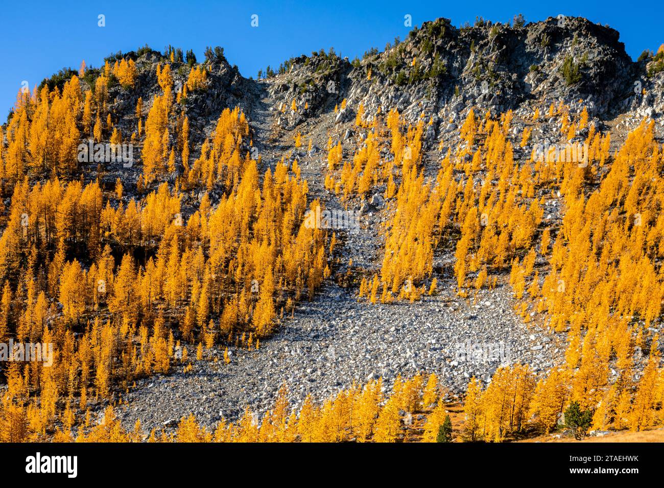 WA23816-00...WASHINGTON - Fall color in the Okanogan - Wenatchee ...