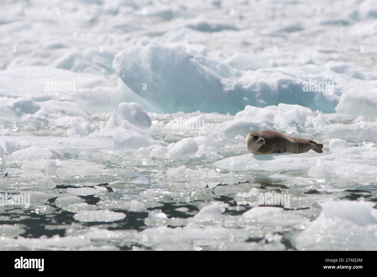 Common or harbor seal rests on ice in Tracy Fiord, Alaska Stock Photo ...