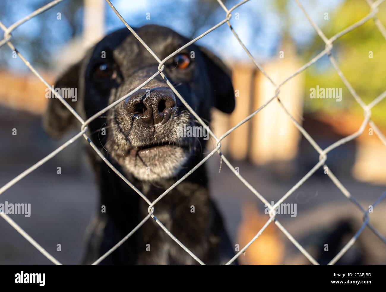 Nose through net hi-res stock photography and images - Alamy