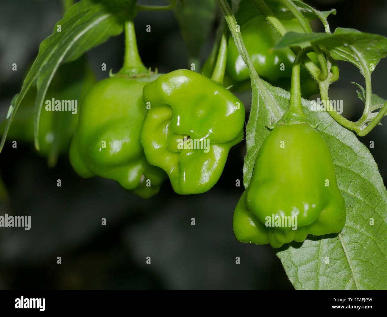 Chili Pepper close-up Stock Photo - Alamy