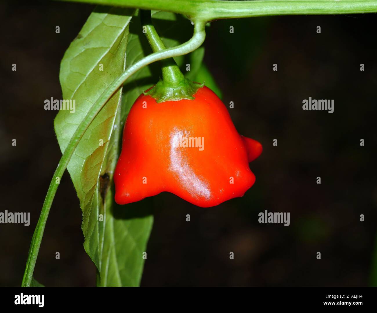 Chili Pepper close-up Stock Photo - Alamy