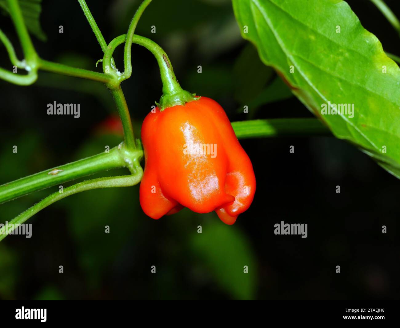 Chili Pepper close-up Stock Photo - Alamy