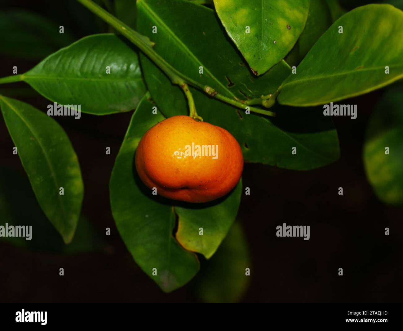 Calamondin Orange (Citrus mitis Stock Photo - Alamy