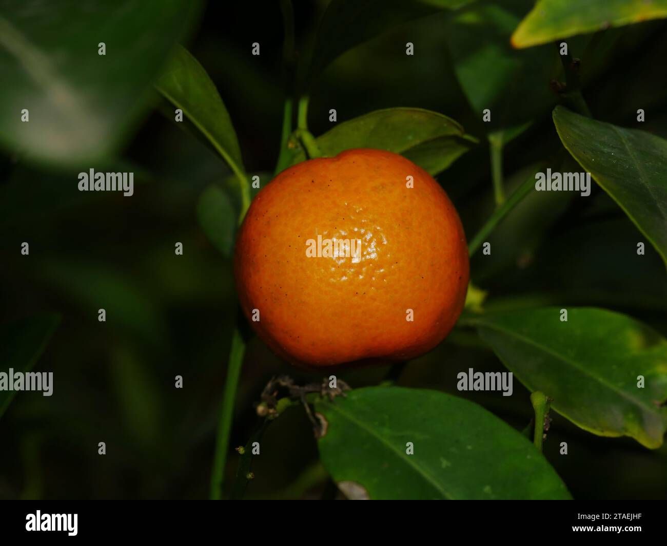 Calamondin orange hi-res stock photography and images - Alamy