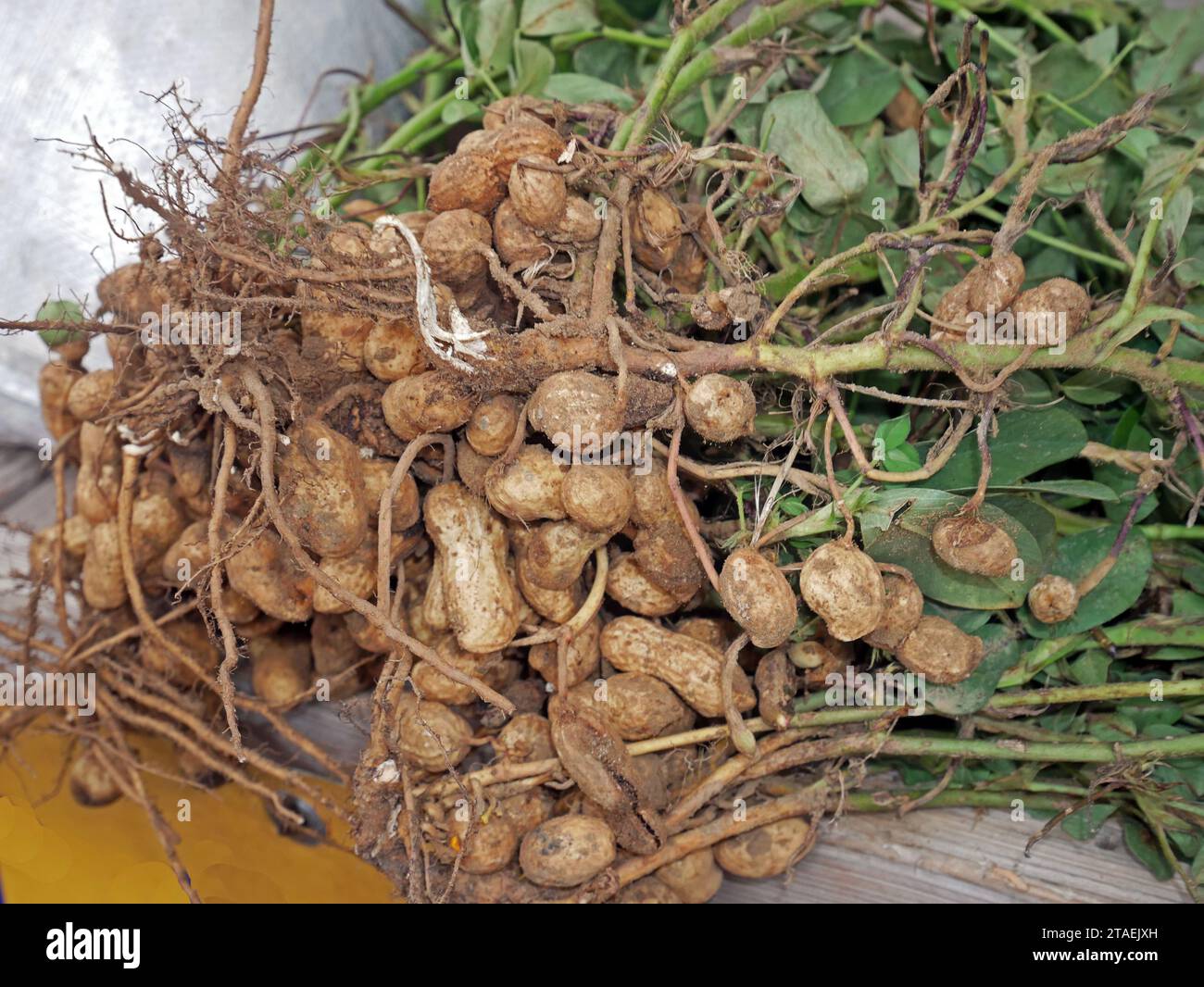 Harvested peanut hi-res stock photography and images - Alamy