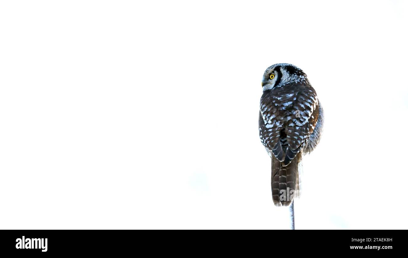 Owl in wild Cut Out Stock Images & Pictures - Alamy