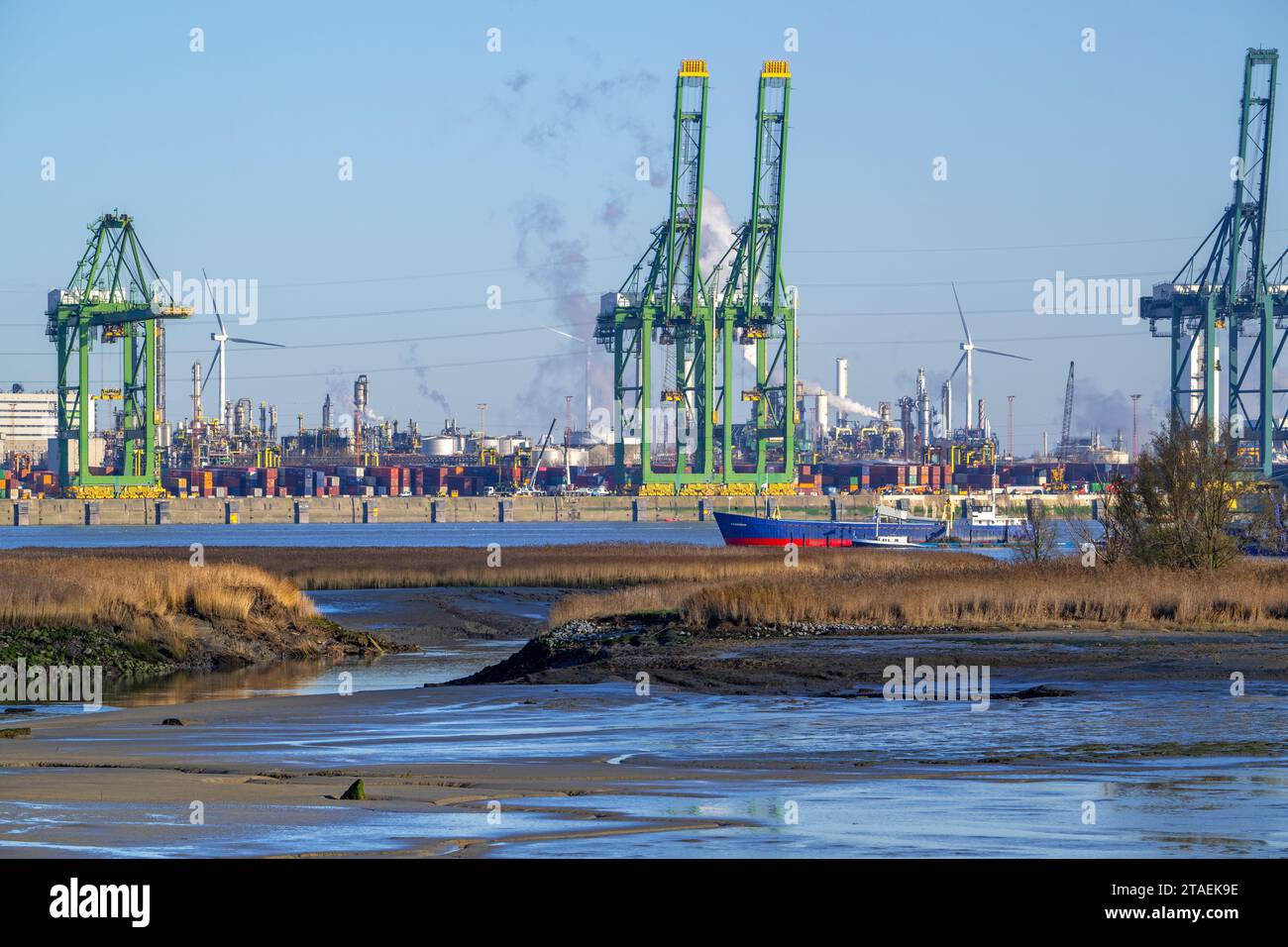 Antwerp port an breach in dike creating salt marsh in the Western ...