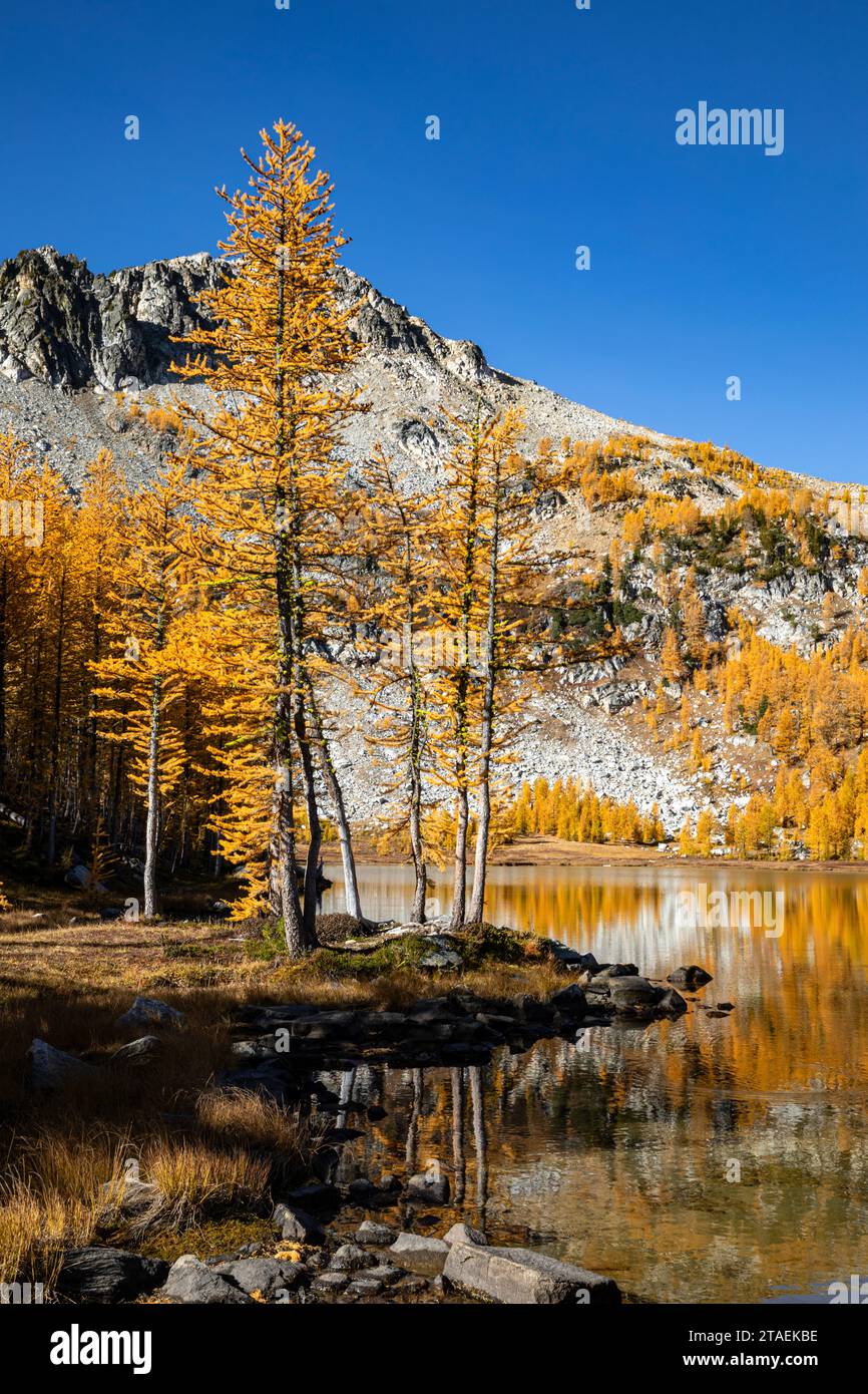 WA23841-00...WASHINGTON - Larch trees in brilliant fall color along the ...