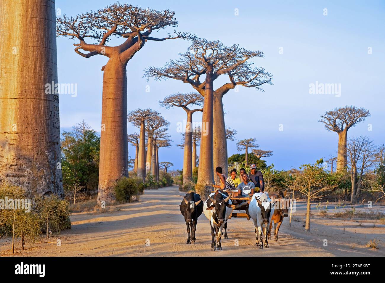 Avenue of the Baobabs, Grandidier's baobabs lining unpaved Road No.8 between Morondava and Belon ...