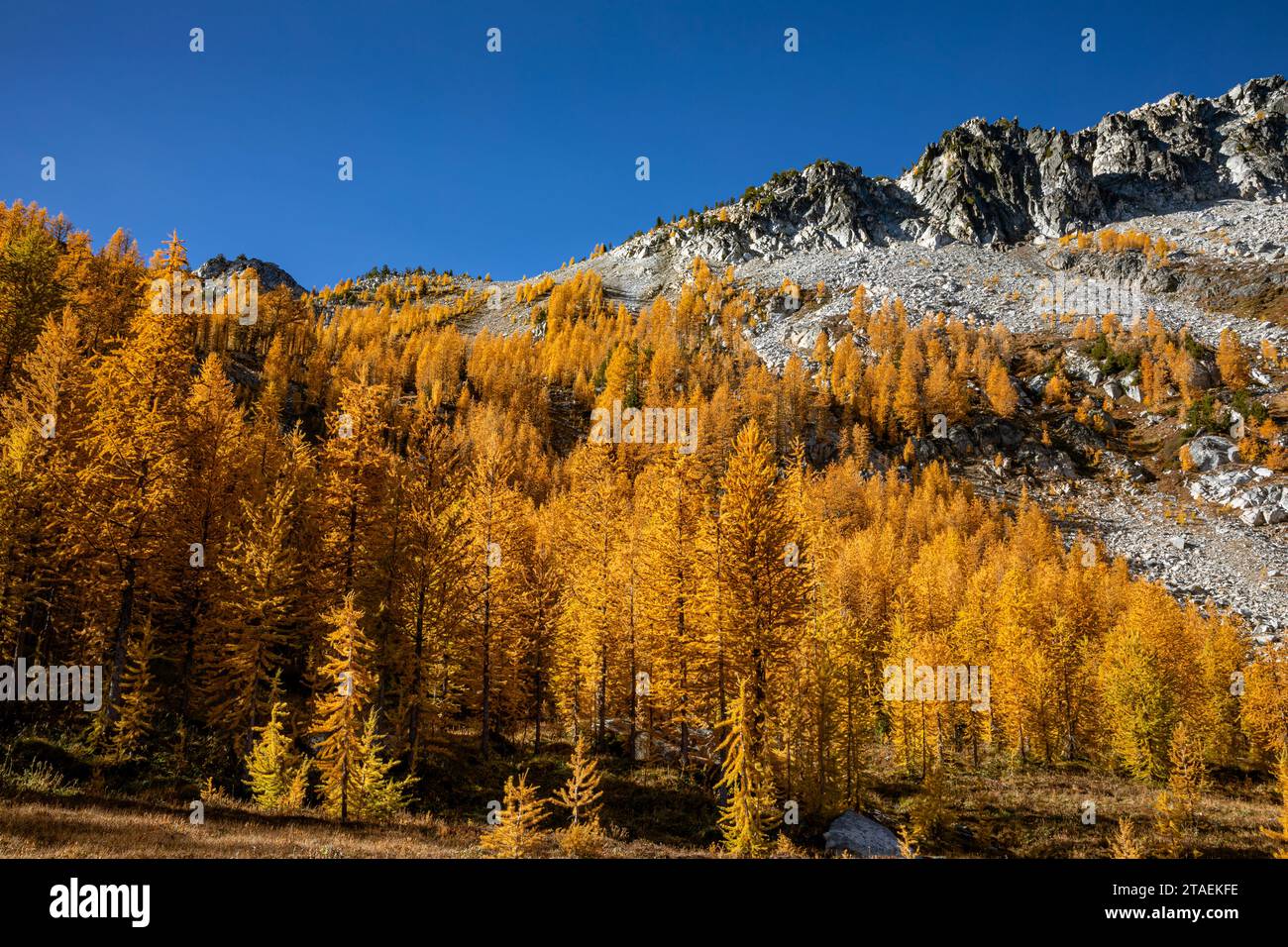 WA23844-00...WASHINGTON - Larch trees in autumn colors growing on the ...