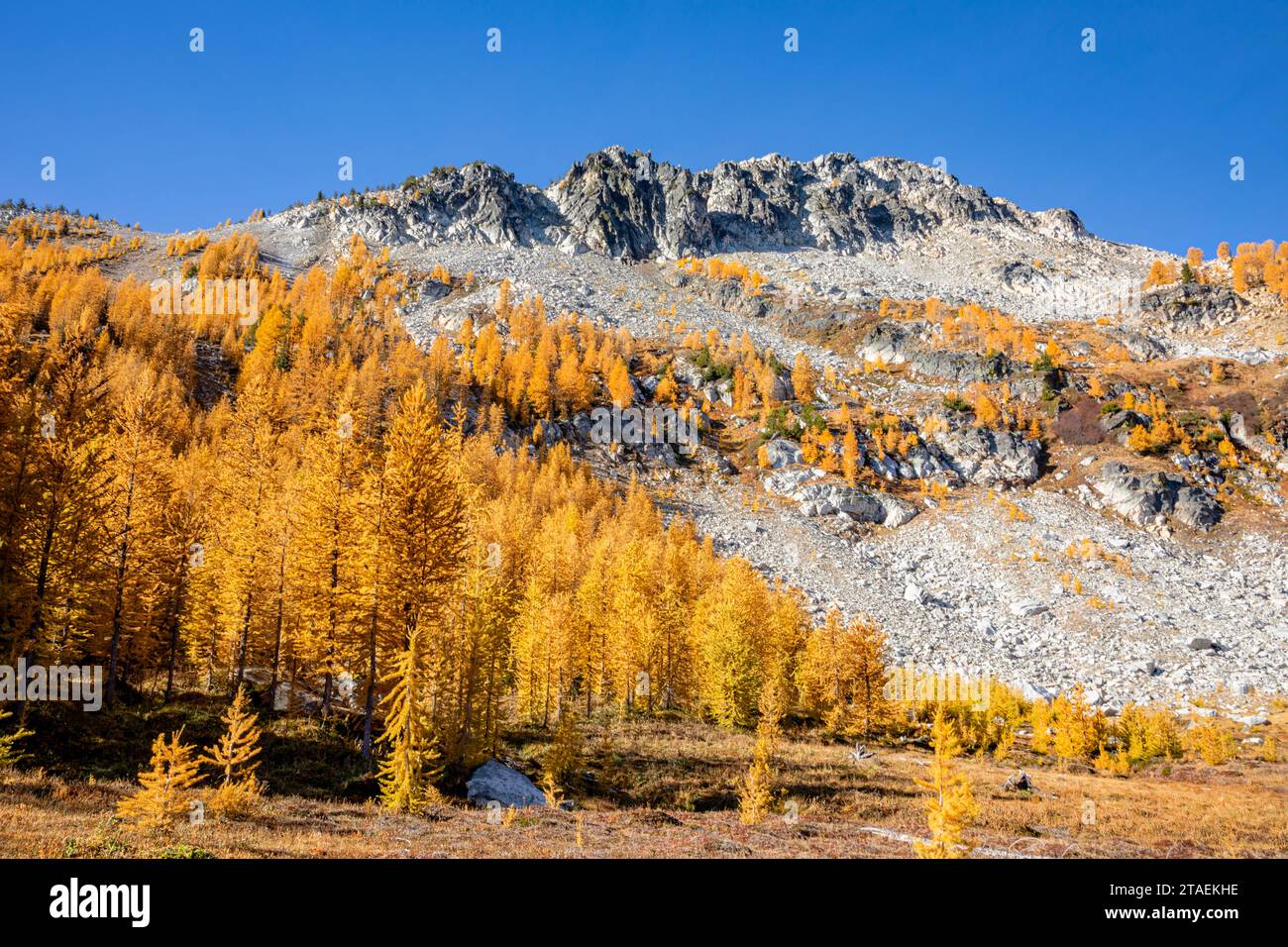 WA23846-00...WASHINGTON - Larch trees growing on Sawtooth Ridge in the ...