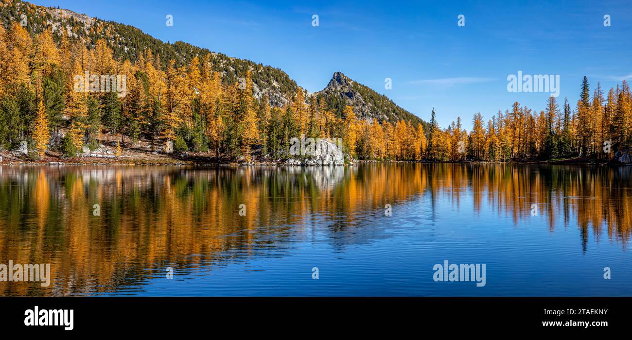 WA23852-00...WASHINGTON - Fall colored larch trees surrounding Cooney ...
