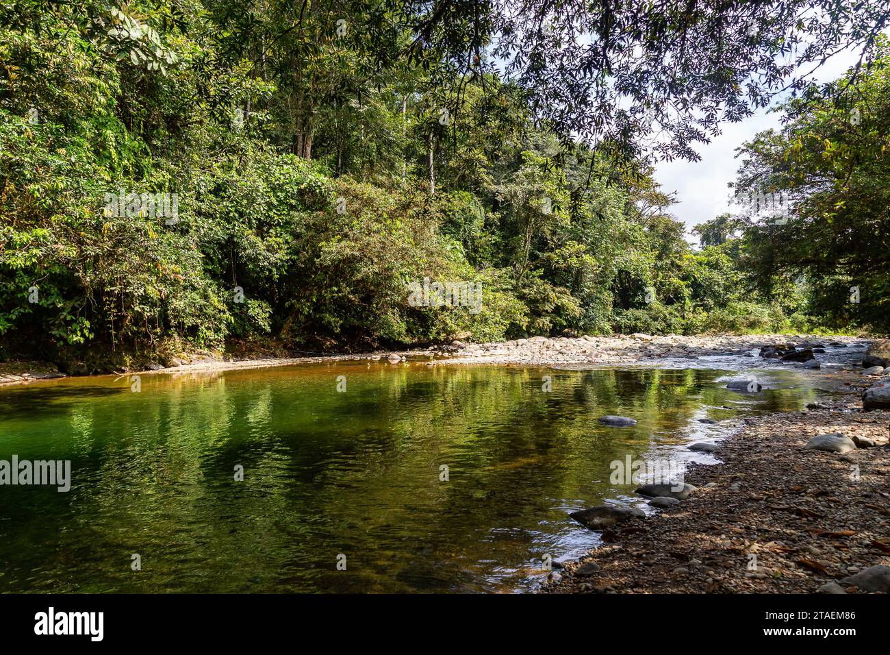 Andean choco river, a lot of green jungle, pure water and round rocks ...