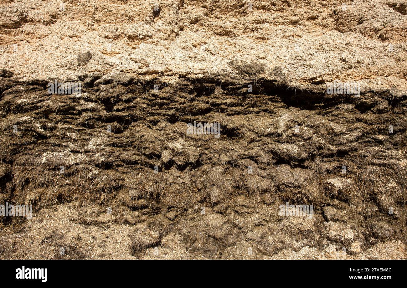 Silage on dairy farm in hi-res stock photography and images - Alamy