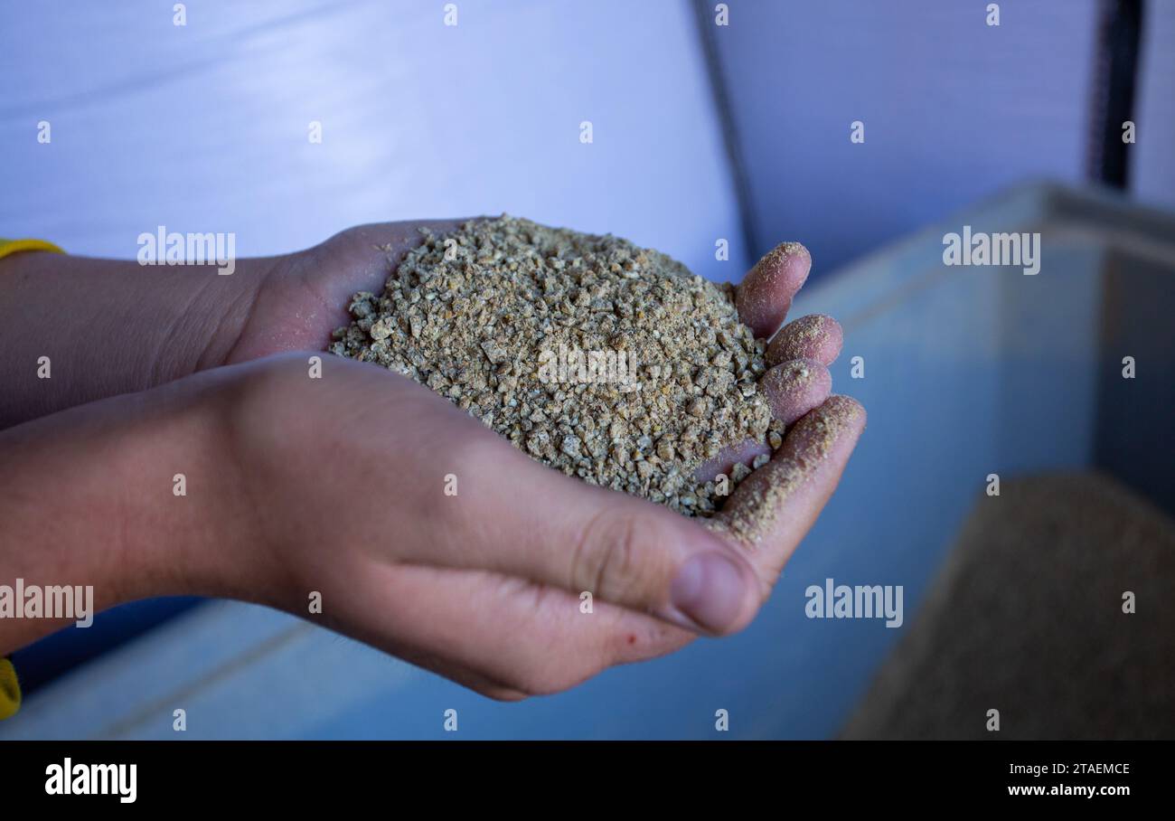 Close up of dry feed concentrate for livestock in hands of young farmer ...