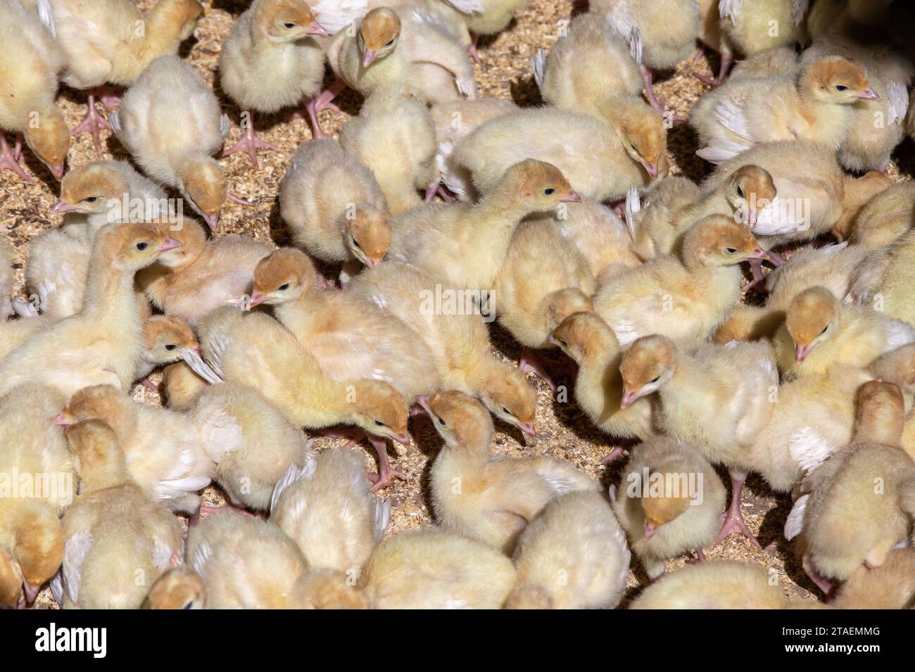 Group of small newborn broilers, chicken on poultry farm Stock Photo ...