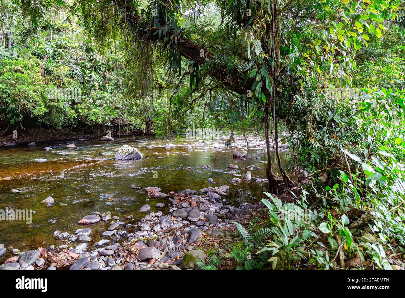 Andean choco river, a lot of green jungle, pure water and round rocks ...