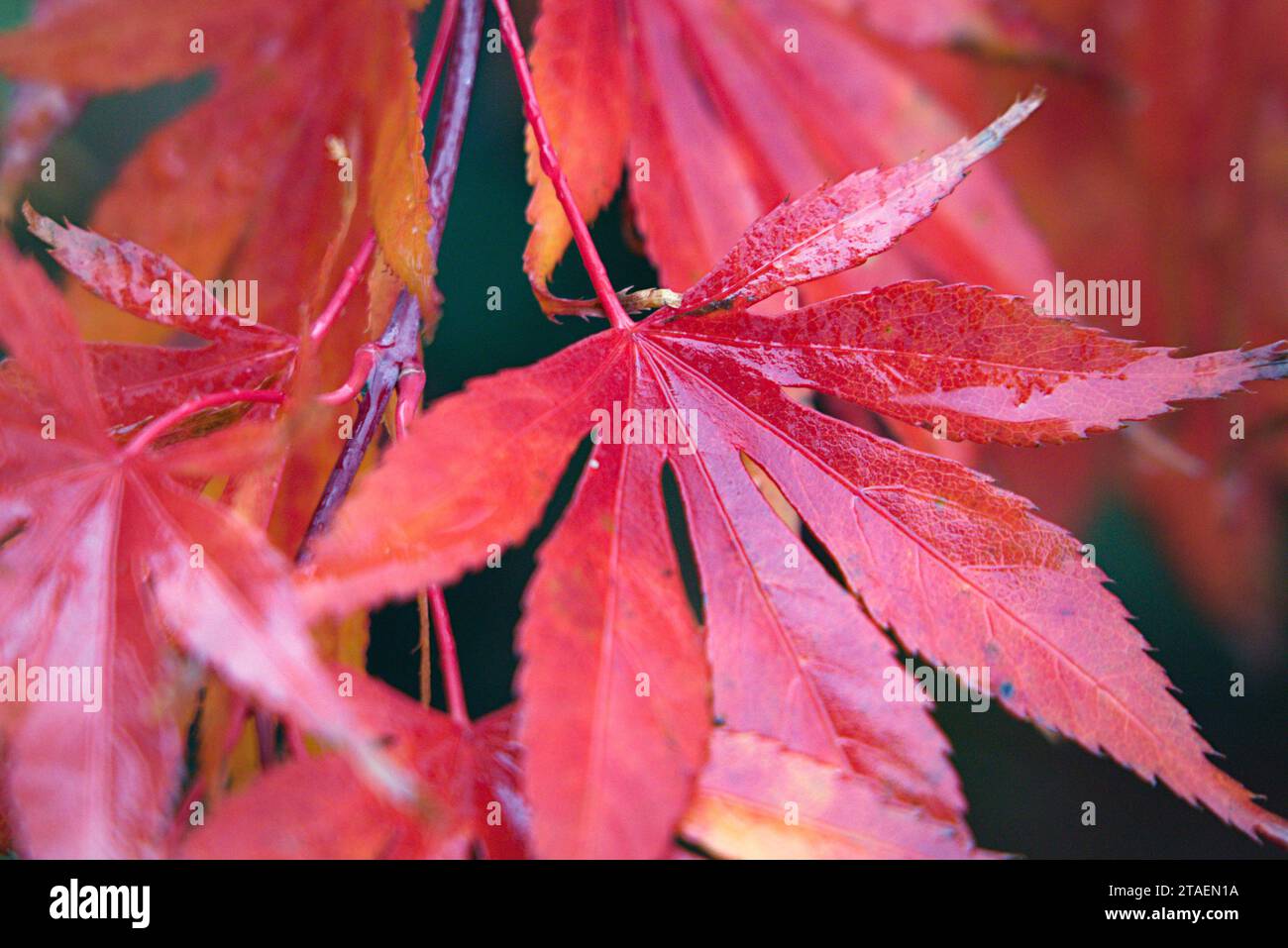 beautiful colorful Japanese maple leaves bathed in autumn rain Stock ...