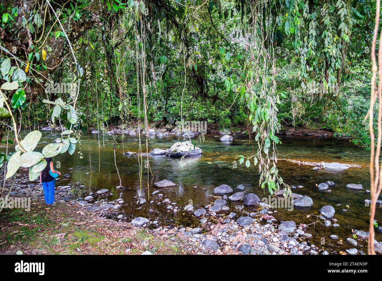 Andean choco river, a lot of green jungle, pure water and round rocks ...