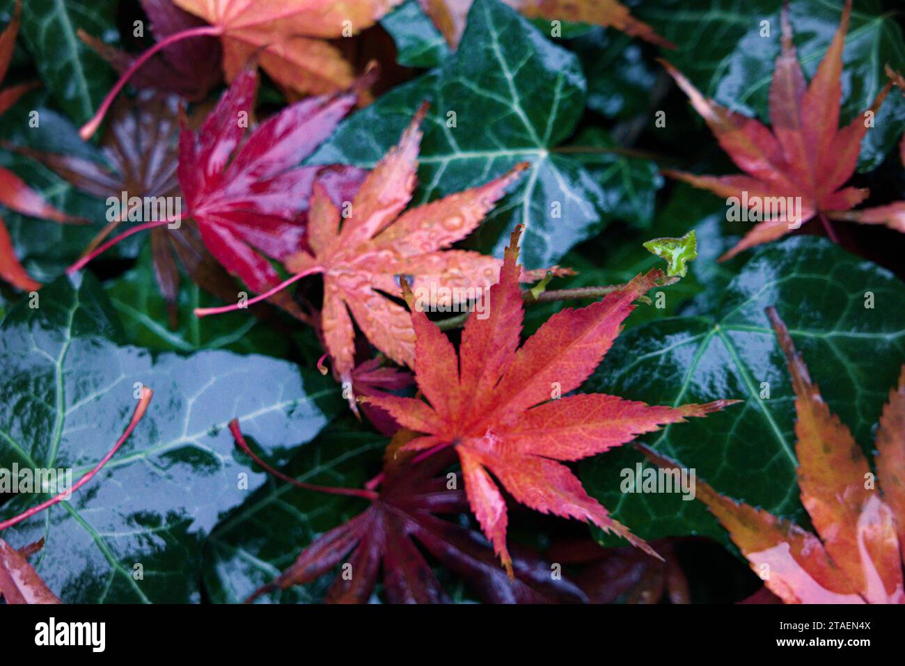 beautiful colorful Japanese maple leaves bathed in autumn rain Stock ...