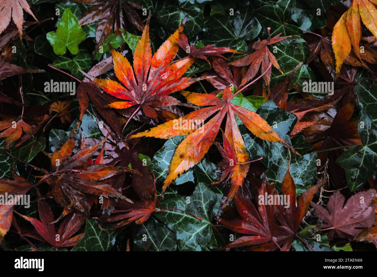 beautiful colorful Japanese maple leaves bathed in autumn rain Stock ...