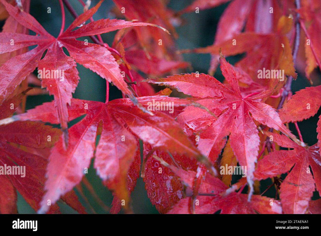 Colorful japanese leaf acer hi-res stock photography and images - Alamy