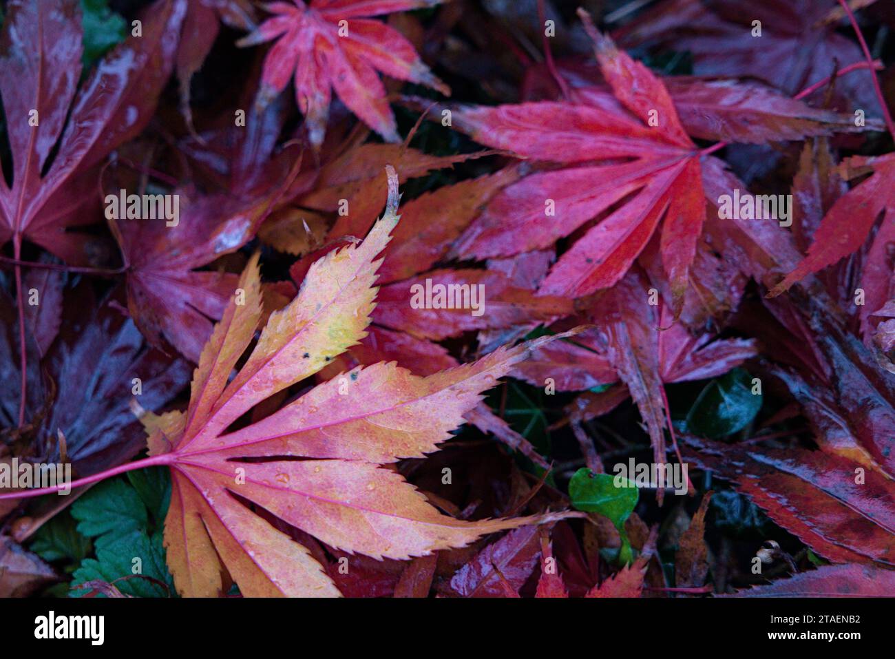 beautiful colorful Japanese maple leaves bathed in autumn rain Stock ...