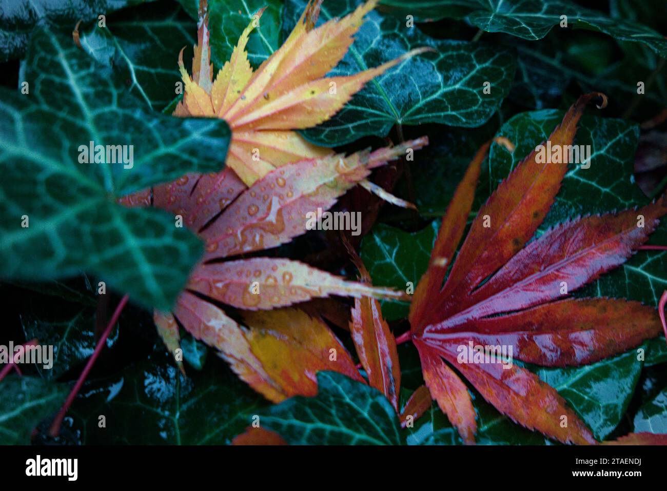 beautiful colorful Japanese maple leaves bathed in autumn rain Stock ...