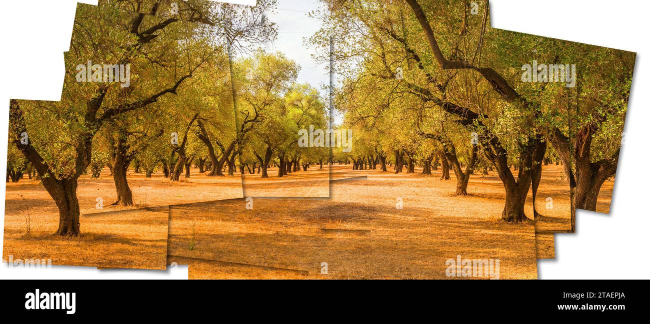 Creative picture of olive tree. Vintage design, natural background ...