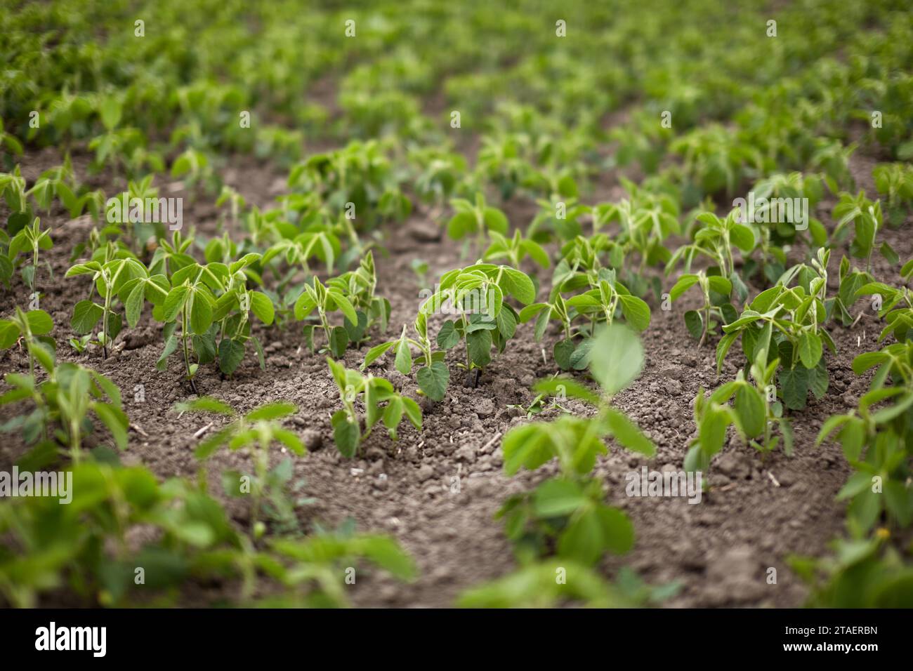 Soybean field sprouted soy in hi-res stock photography and images - Alamy