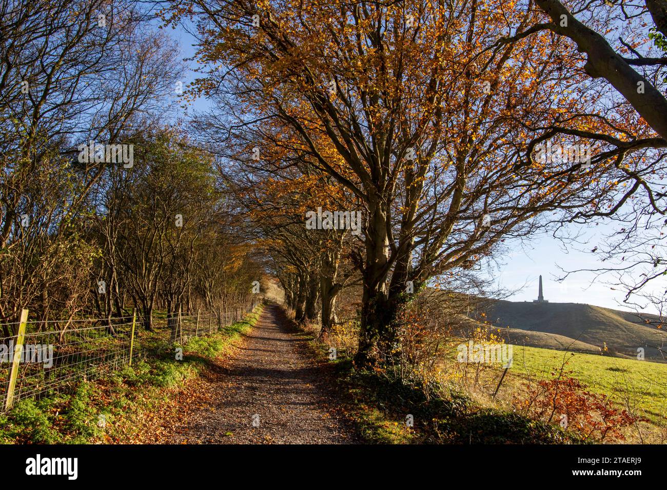 Track leading up to Cherhill downs the site of the Cherhill White Horse ...