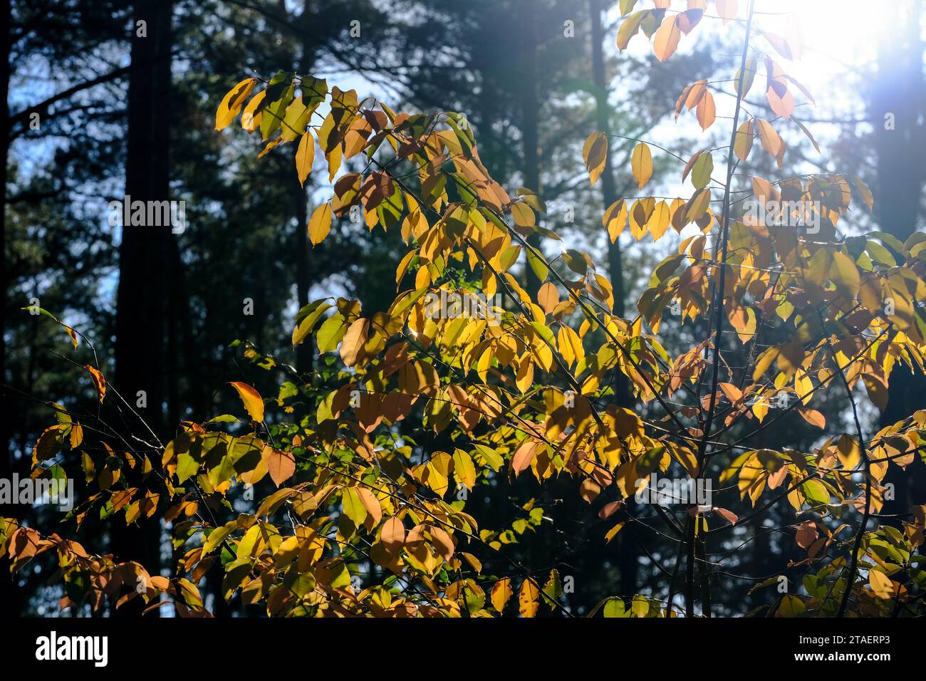 Beautiful plants in the sun. The beauty of nature can be found ...