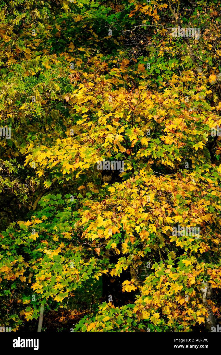 Beautiful plants in the sun. The beauty of nature can be found ...