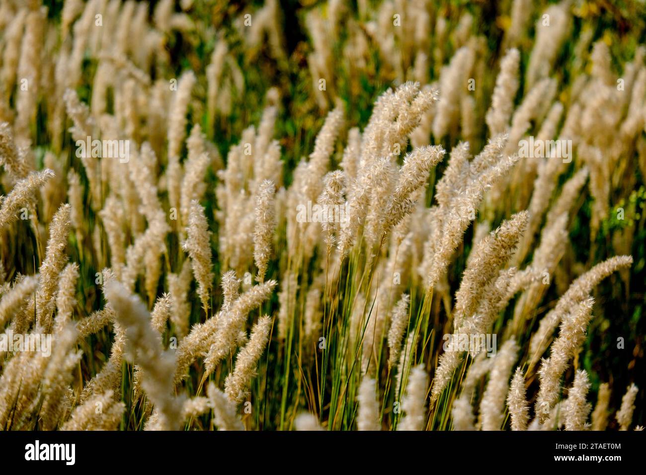 Beautiful plants in the sun. The beauty of nature can be found ...