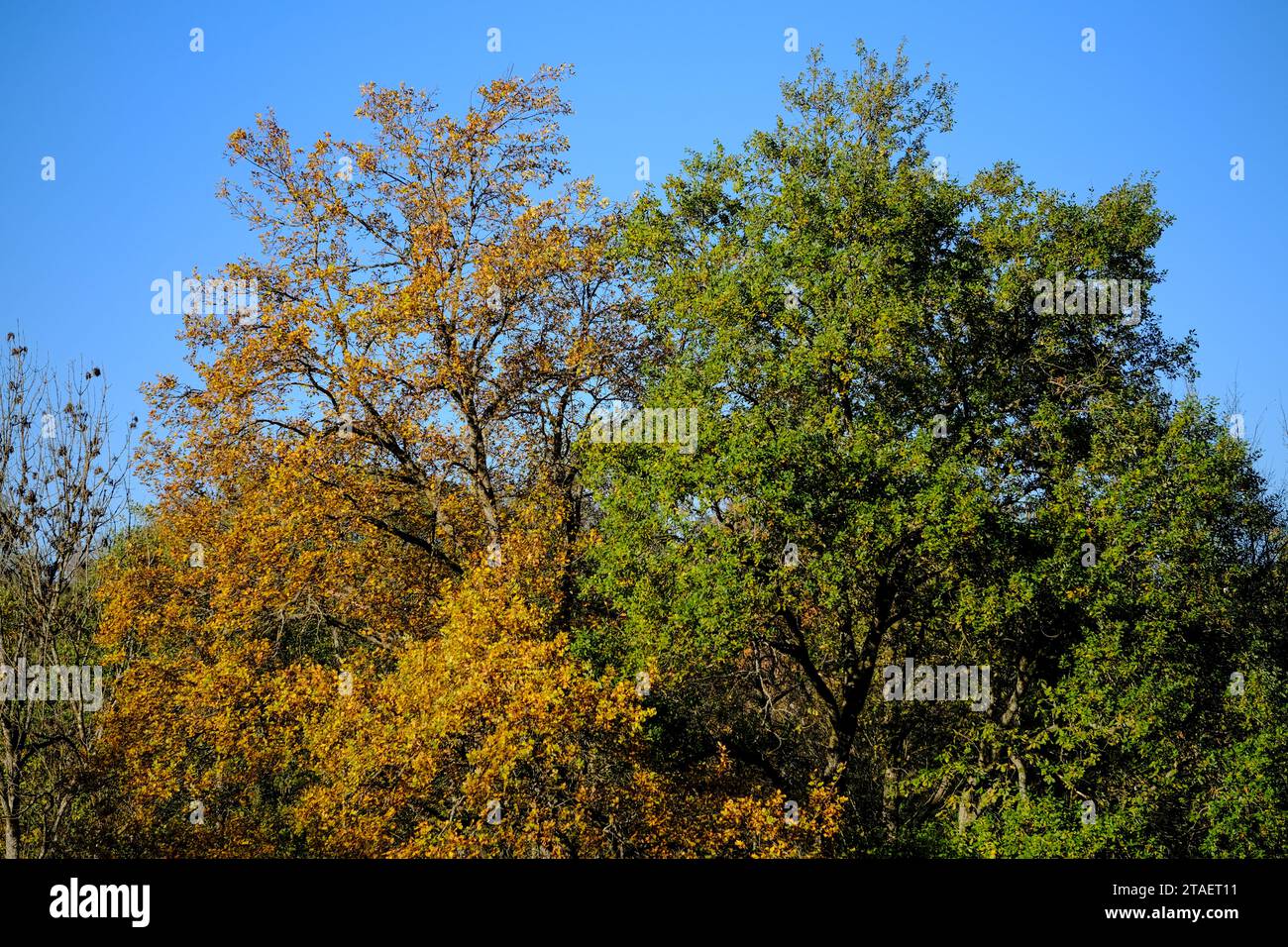 Beautiful plants in the sun. The beauty of nature can be found ...