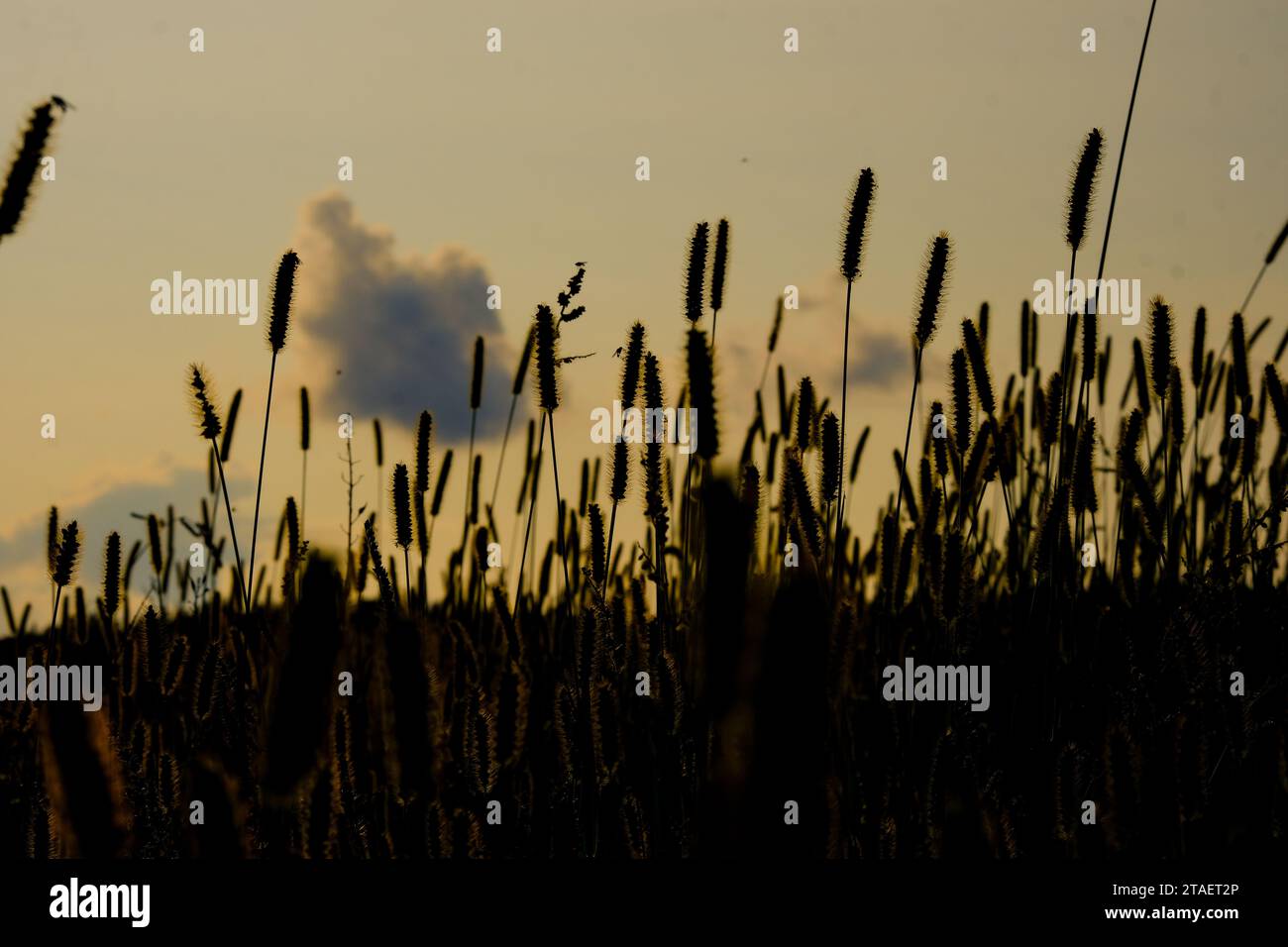 Beautiful blur pictures hi-res stock photography and images - Alamy