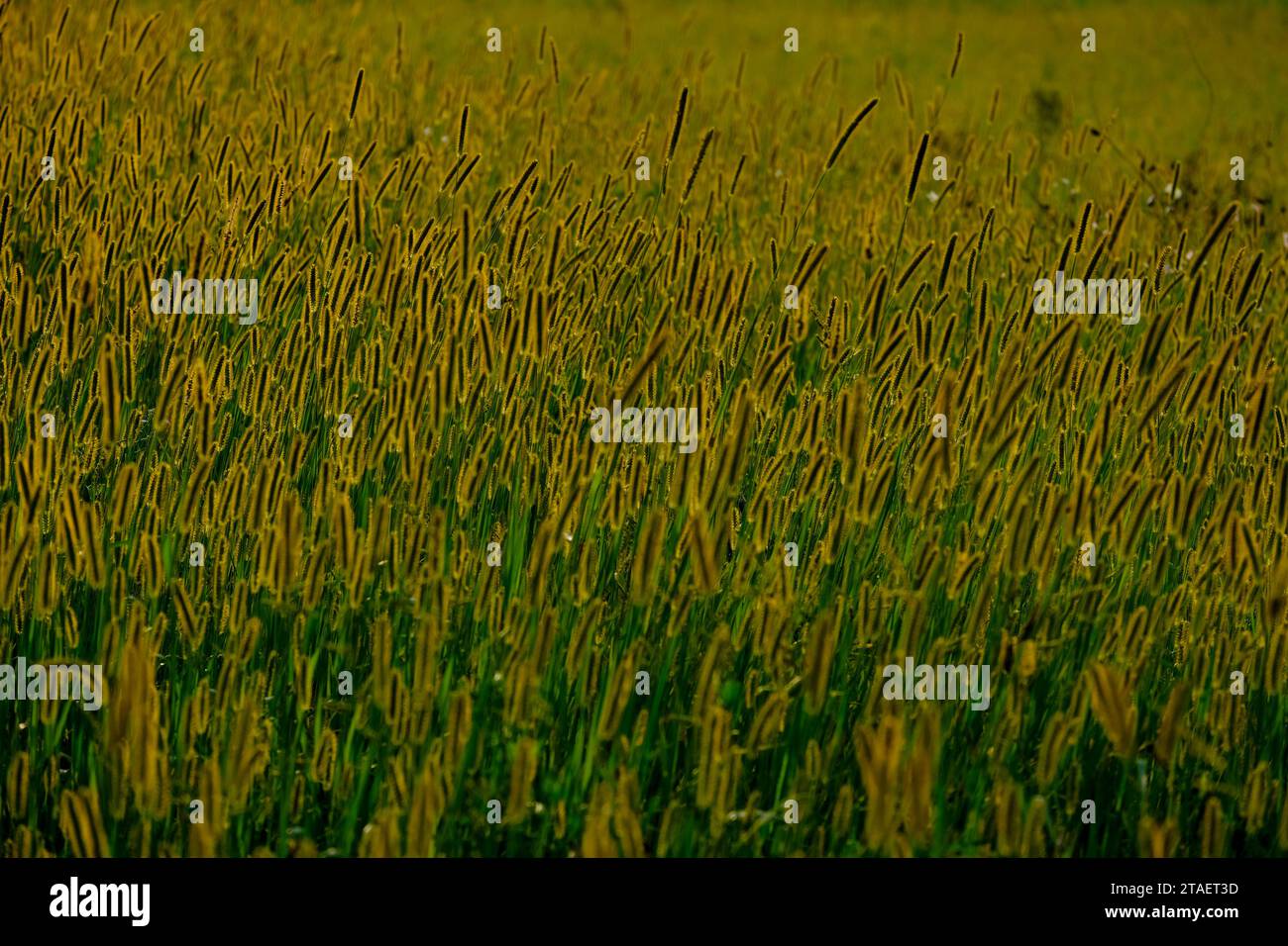 Beautiful plants in the sun. The beauty of nature can be found ...