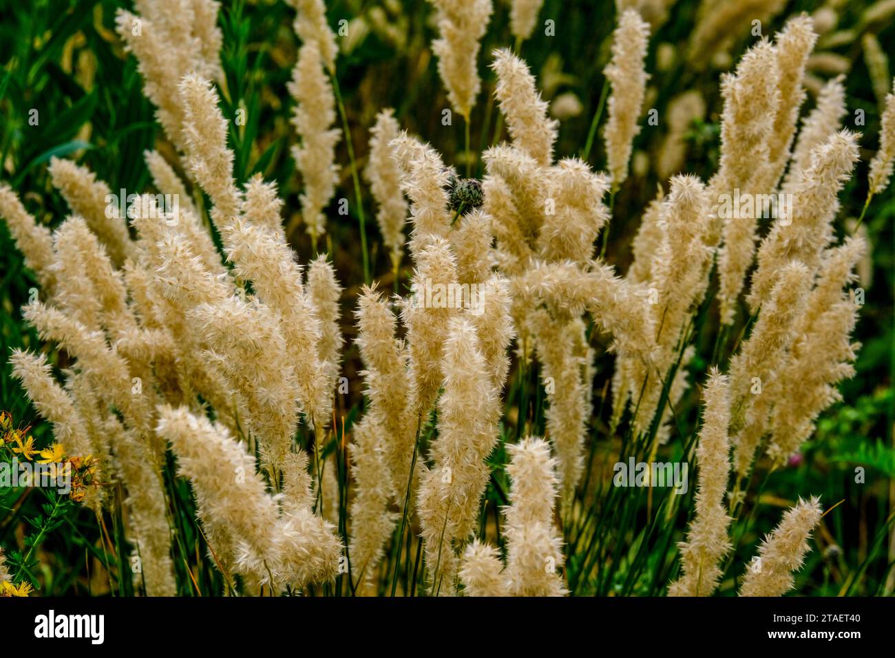 Beautiful plants in the sun. The beauty of nature can be found ...