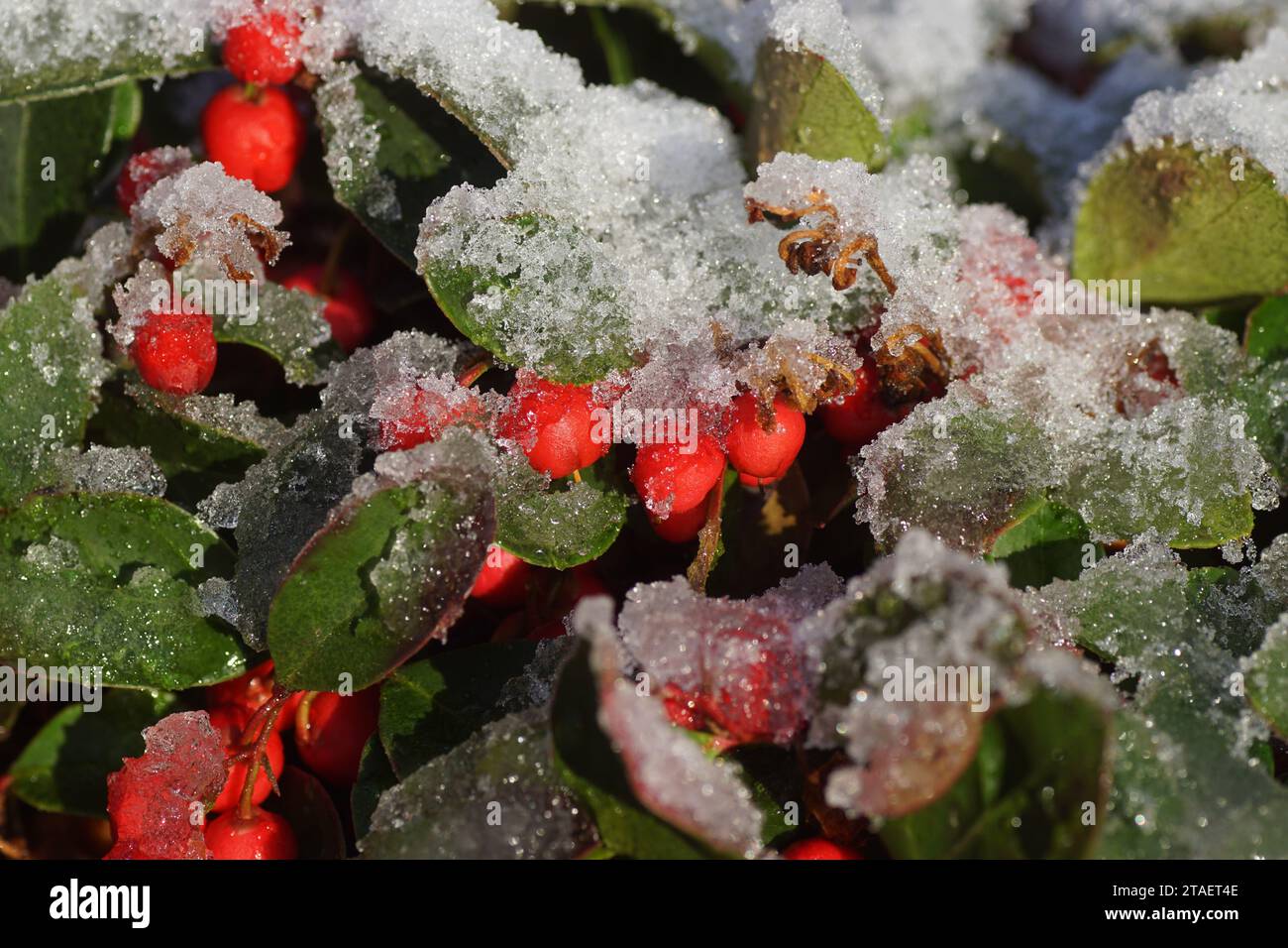 Eastern teaberry, checkerberry, boxberry, American wintergreen ...