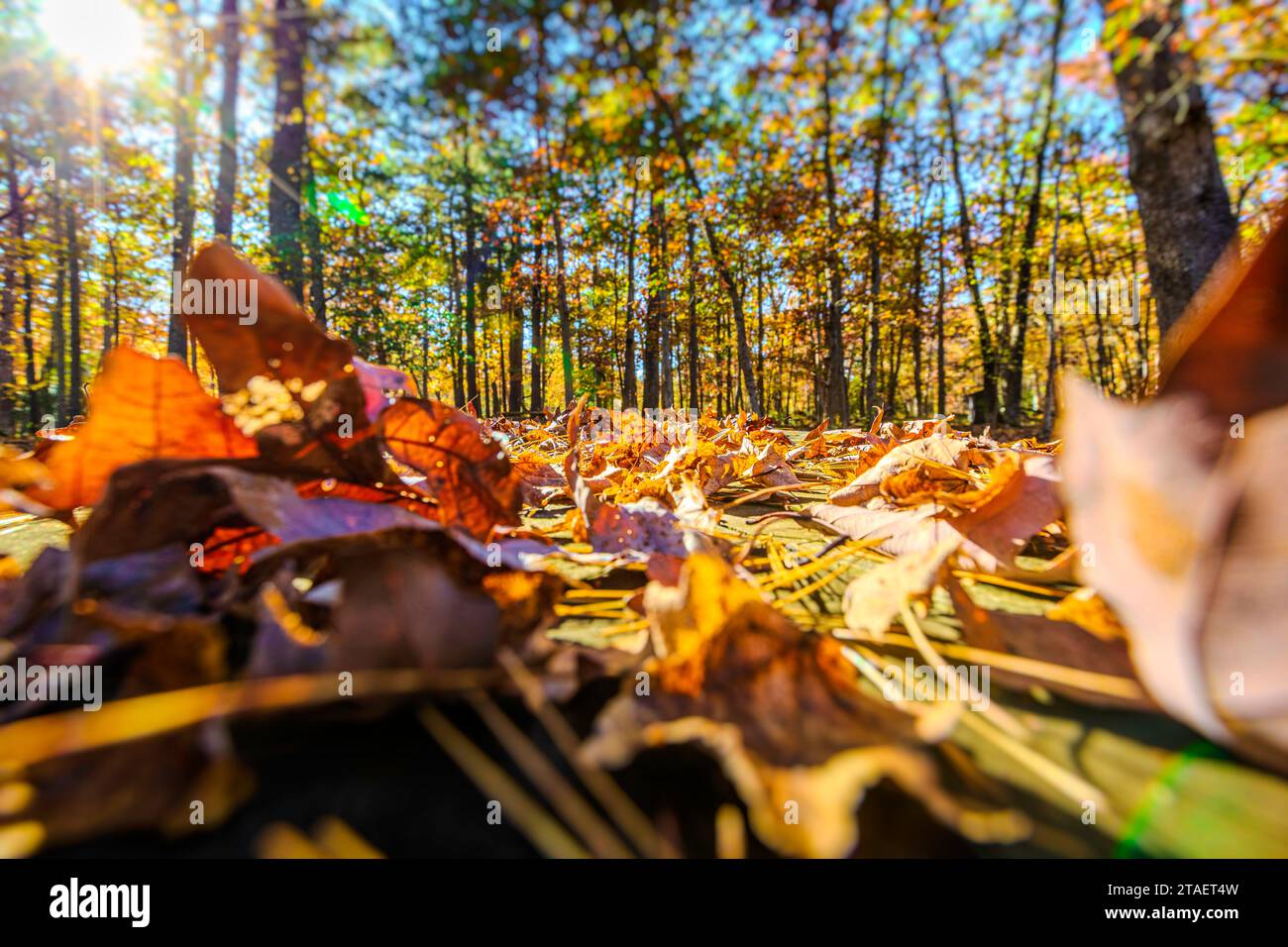 View of a beautiful nature Fall scenery Stock Photo - Alamy